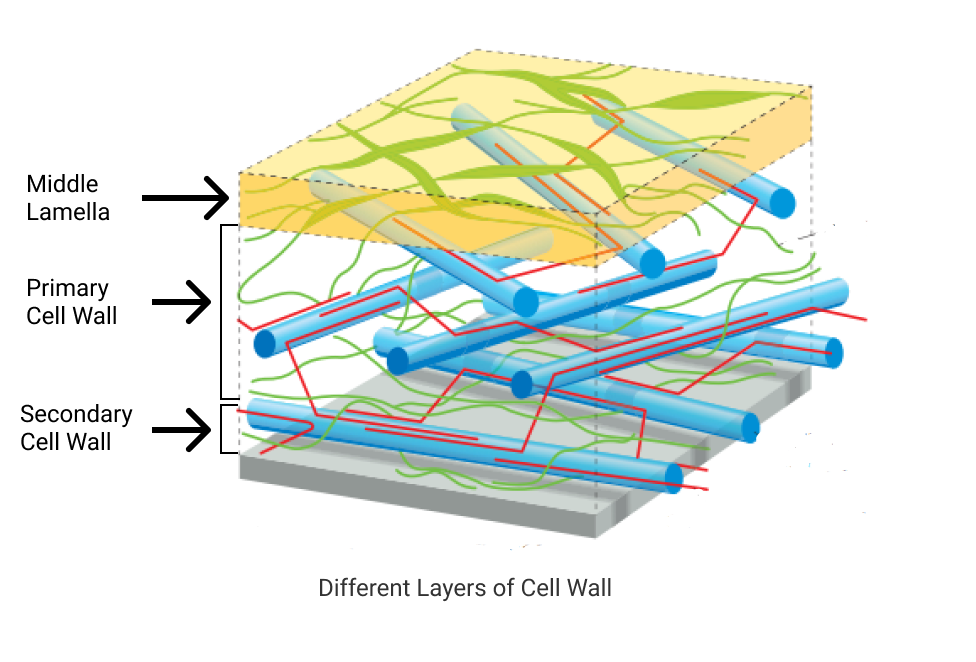 Functions Of Cell Walls Sciencetopia Functions Of Cell Walls Sciencetopia